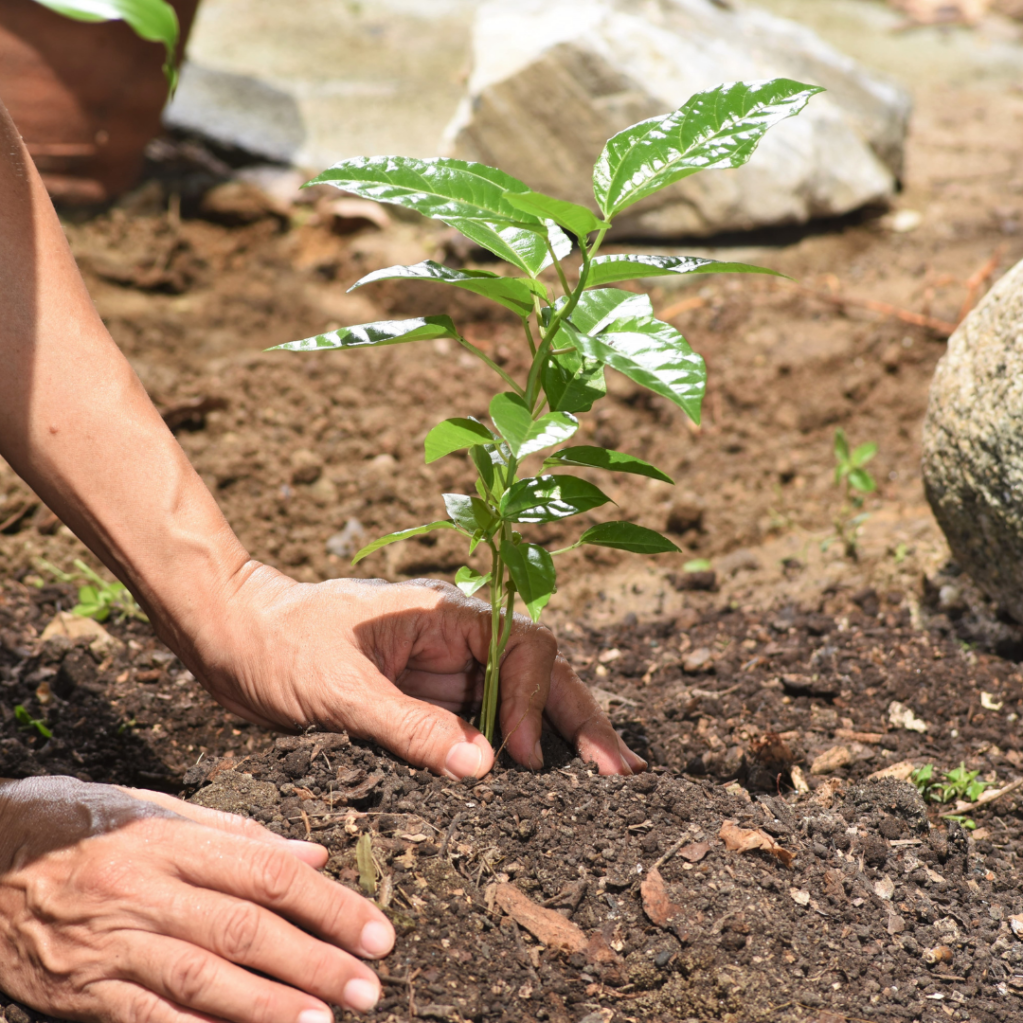Trees: the importance of reforestation - LMP